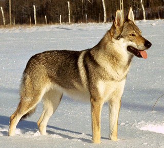 Czech Dog Breeds - Czechology