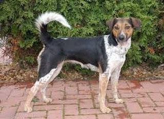 Czech Dog Breeds - Czechology