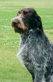 Czech Dog Breeds - Czechology