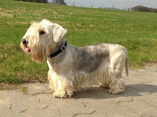 Czech Dog Breeds - czechology.com