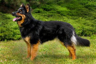 Czech Dog Breeds - czechology.com